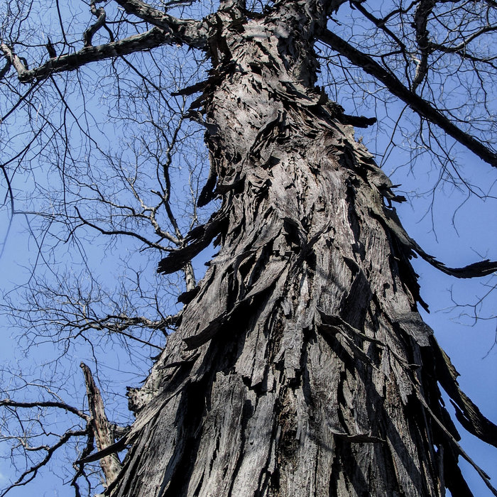 Shagbark Shuffle | James Popik