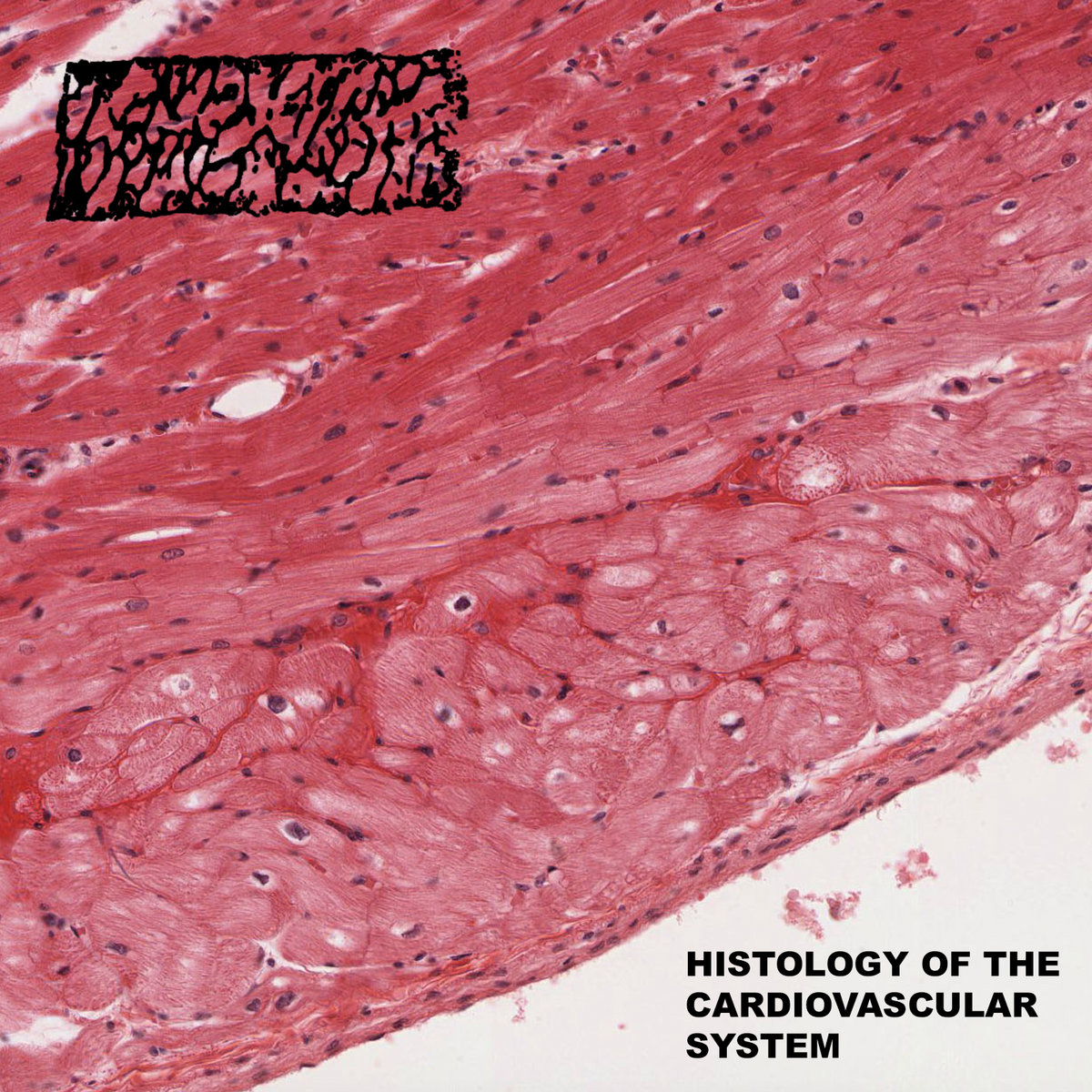 Histology of the Cardiovascular System | Histologist