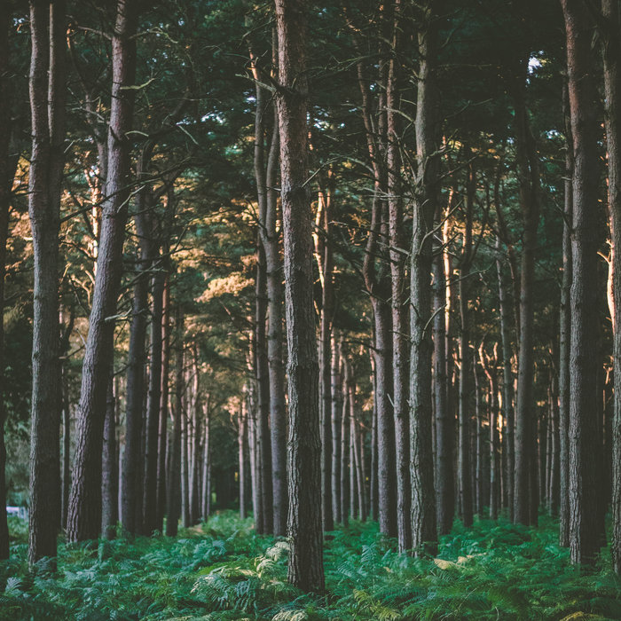 Autumn Forest | Silver Plains | Aether Gaze