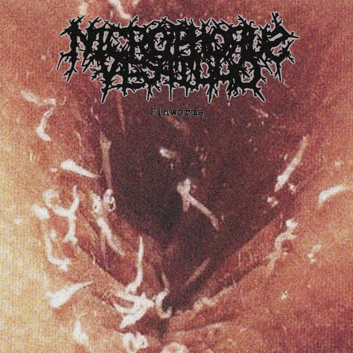 Worm eggs in the lines of the perianal skin around the anus ...