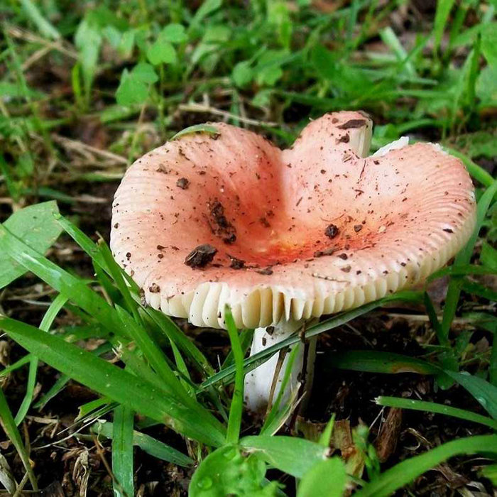 The Soma Mandala | Quiet Evenings | Hooker Vision