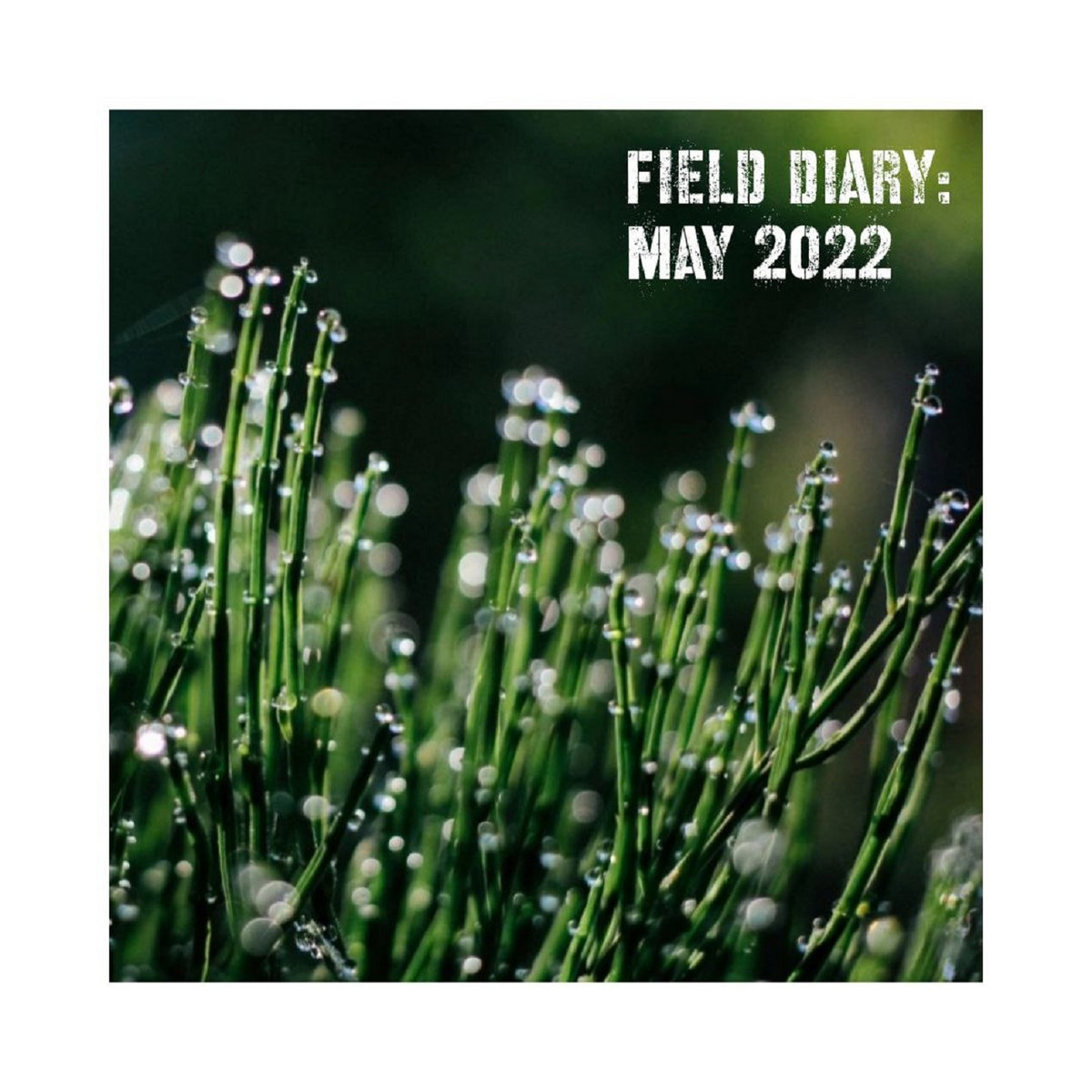 Field Diary: May 2022 | various artists | brokentaperecords