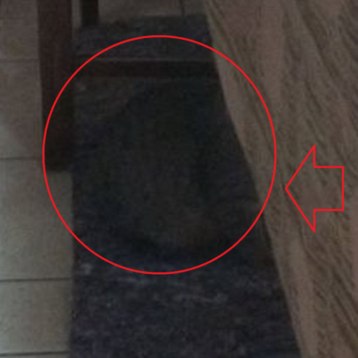 Hiding | My cat | Sign Up for an Artist Account Records