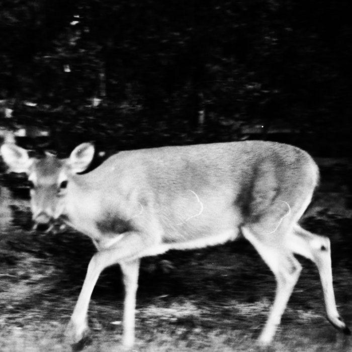 Deer, Before and After | Agis Shaw