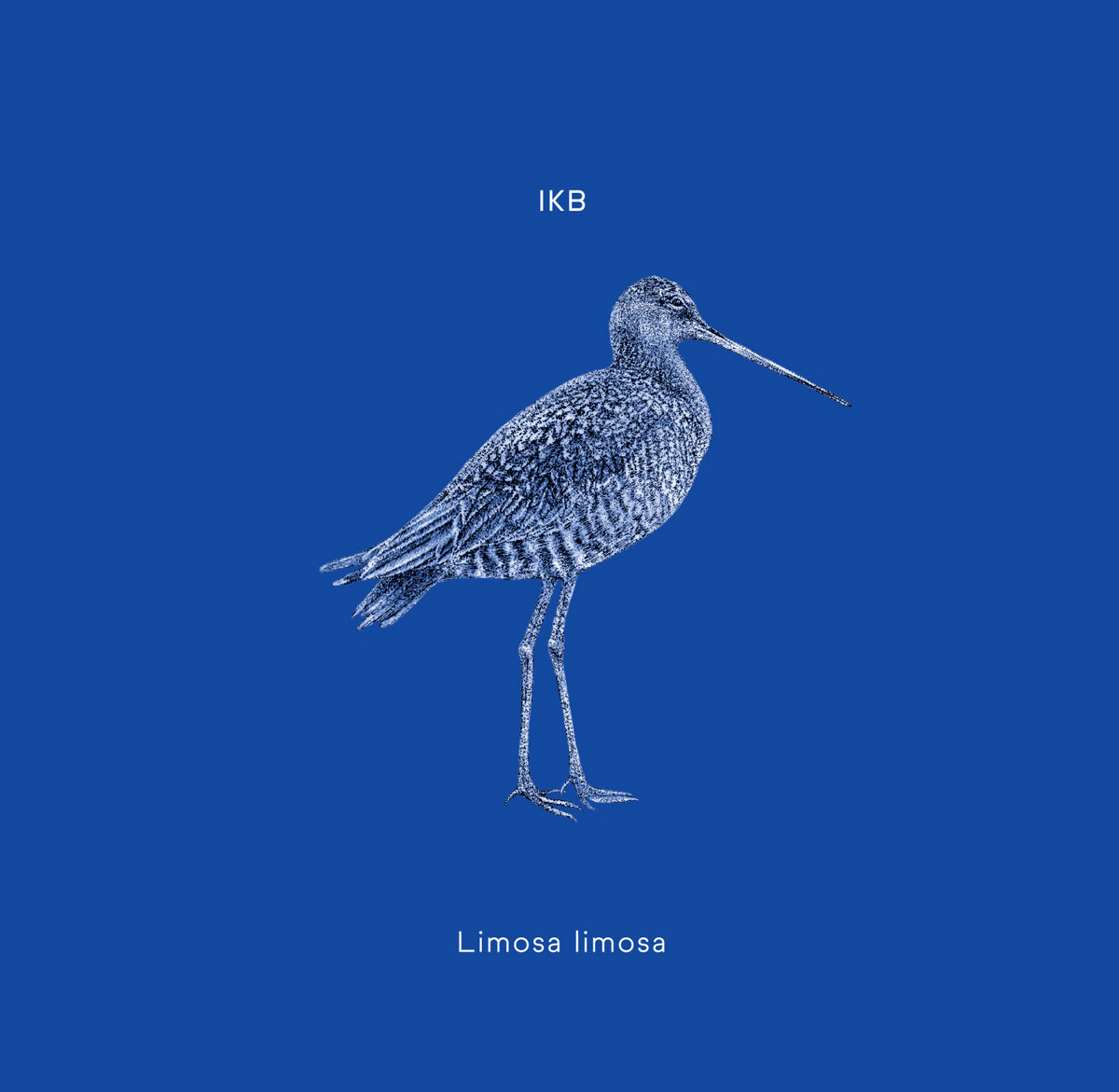 Limosa limosa | IKB | Ernesto Rodrigues