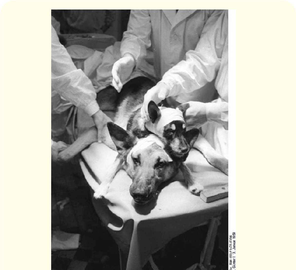 Two Headed Dog Vladimir Demikhov