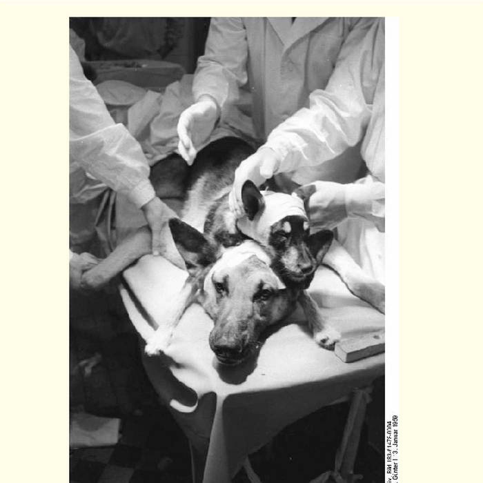 Real Two Headed Dogs