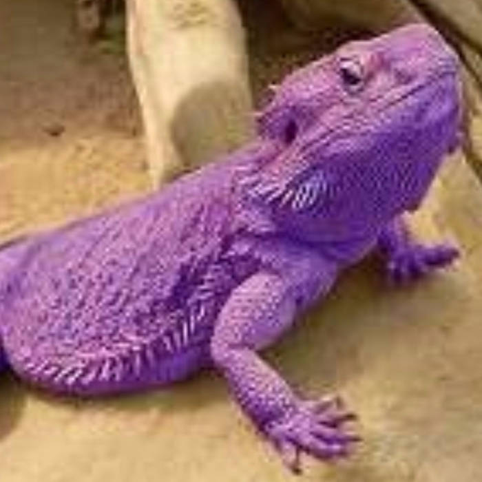 Purple Lizard