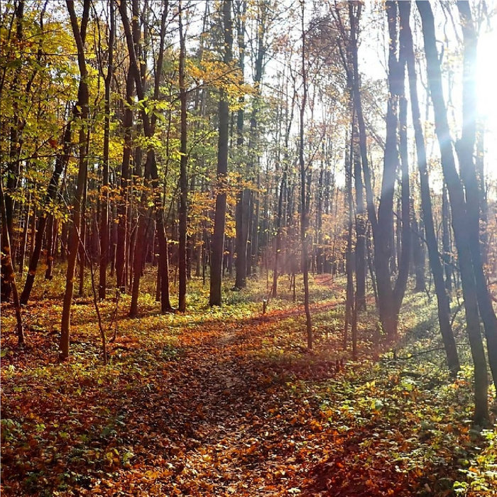 lightthroughthetrees | The Beautiful New Age Relaxation Tapes