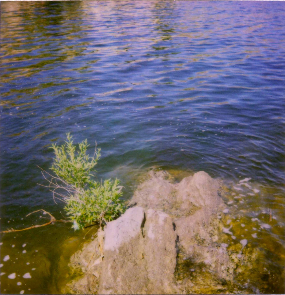 the Basement Bloom | Chamomile | THM