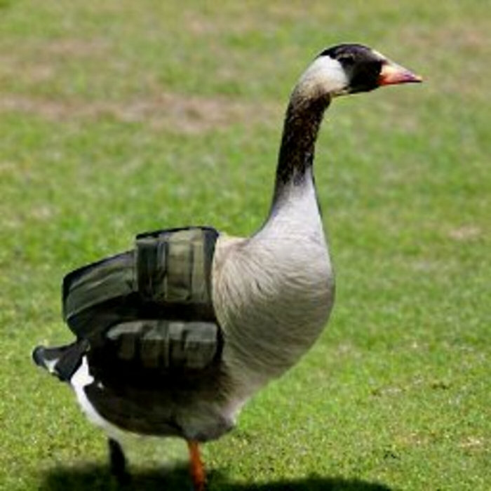Bullet Goose | Bullet Goose