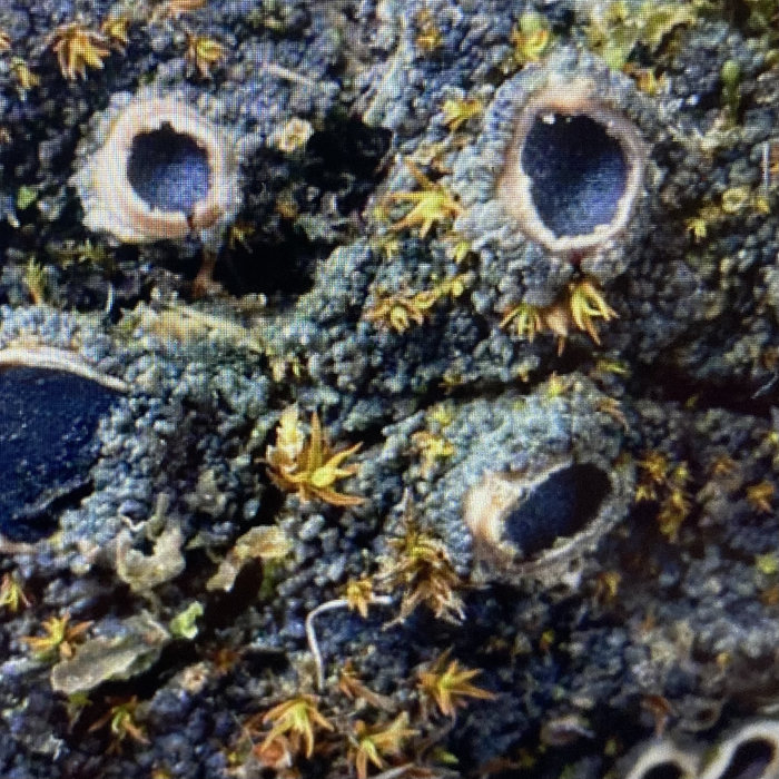Lichen Lamentation Solorina spongiosa 4/52 | Xiu Xiu | XIU XIU