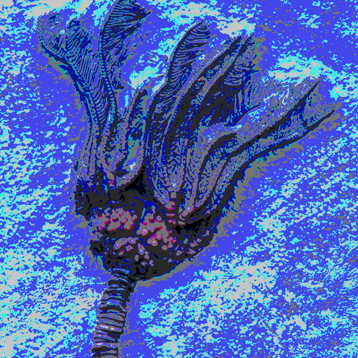 Crinoid | Paleobiota