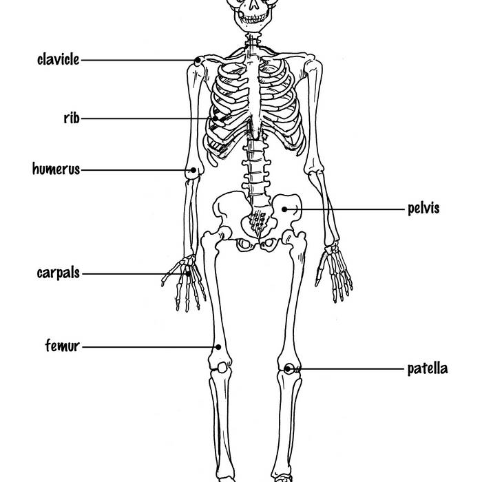 Simple Skeletal System Diagram