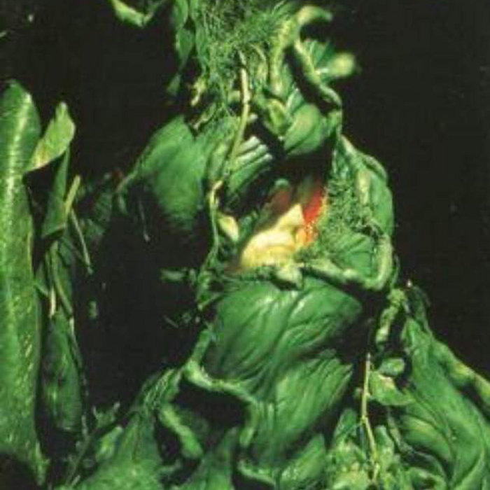 Vines | Faunivorous Megaflora | Forest of Frogs