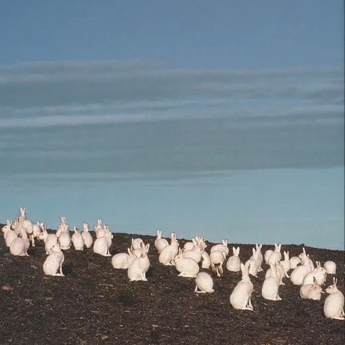 Bunny Island | Ocarth