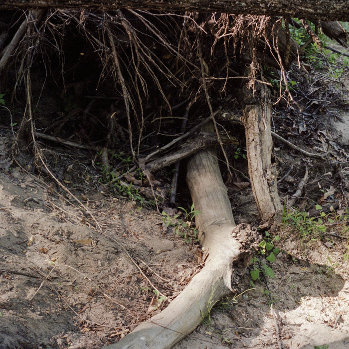 tethered roots. | Wind and Window Flower