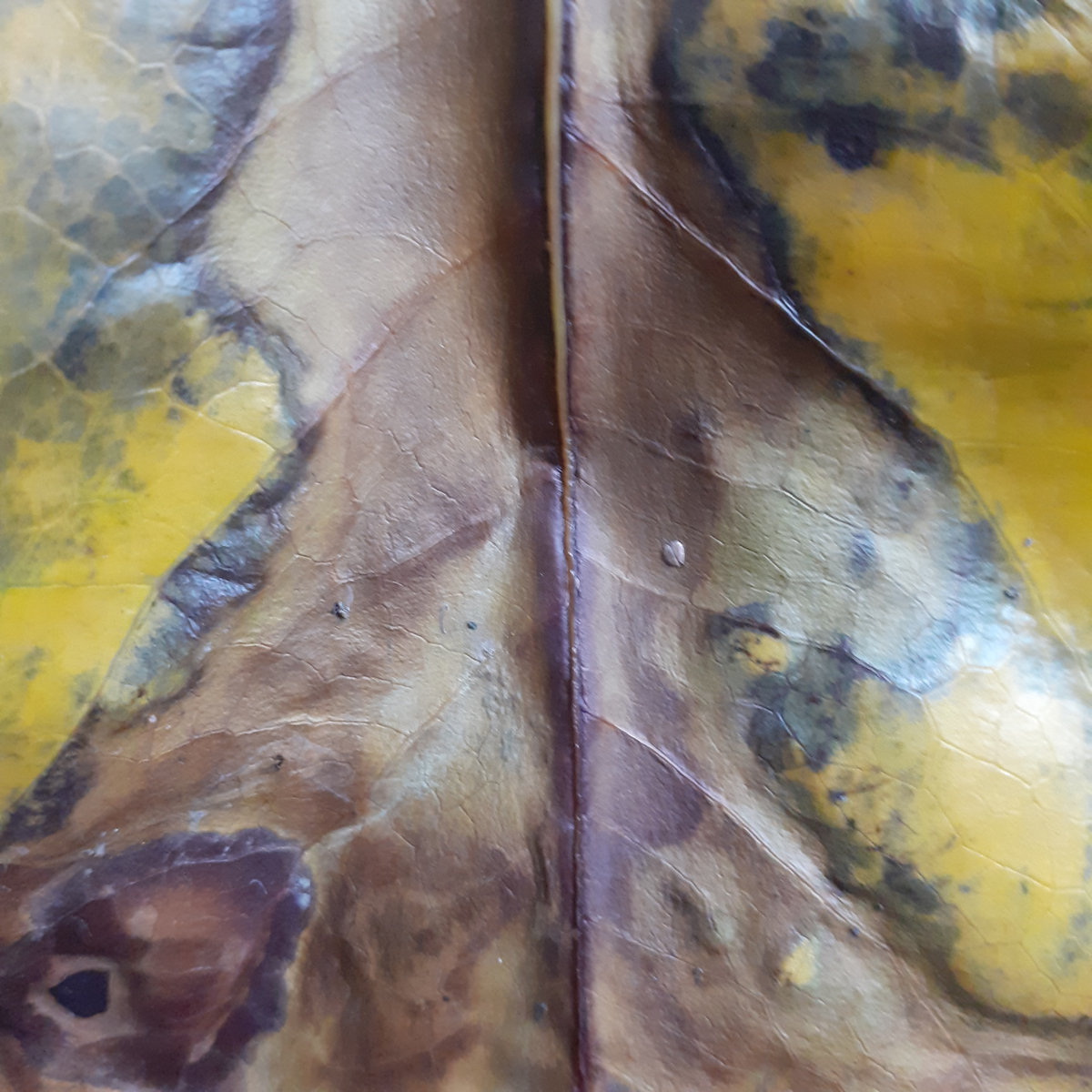 Entre líneas | Renata Roman