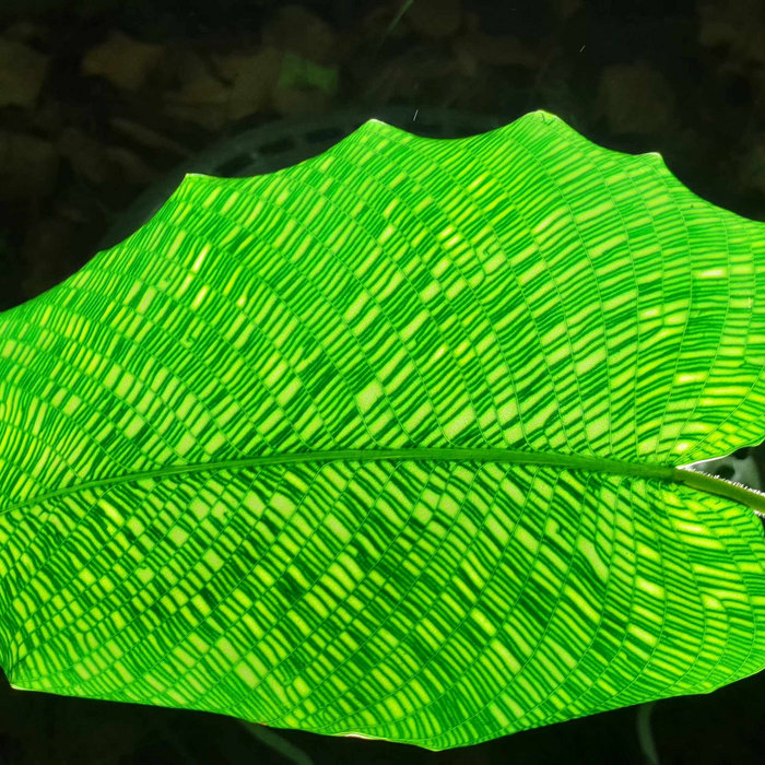 Primary | Green Code