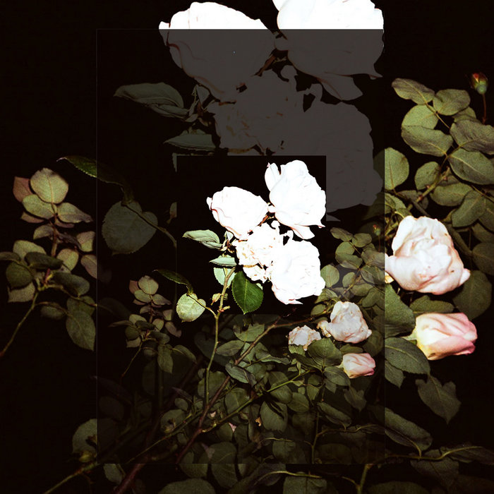 Black Label Series XL | Banoffee Pies Records
