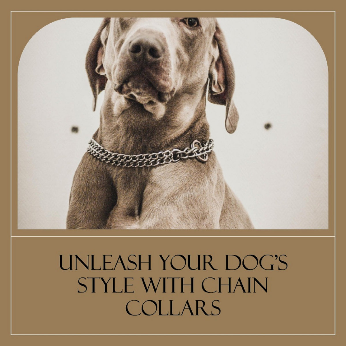 The stylish side of chain dog collars: they're stylish and useful | Paw ...