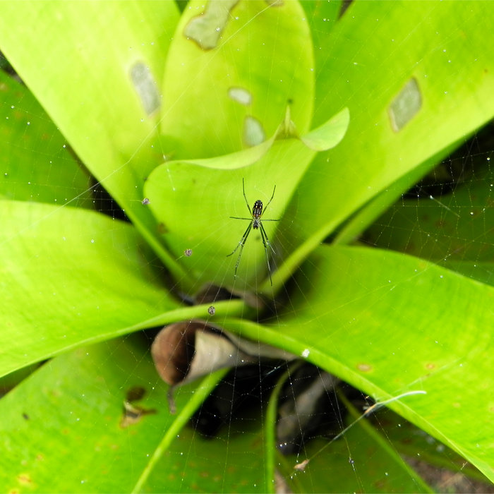 The Itsy-Bitsy Spider | Barry Keys