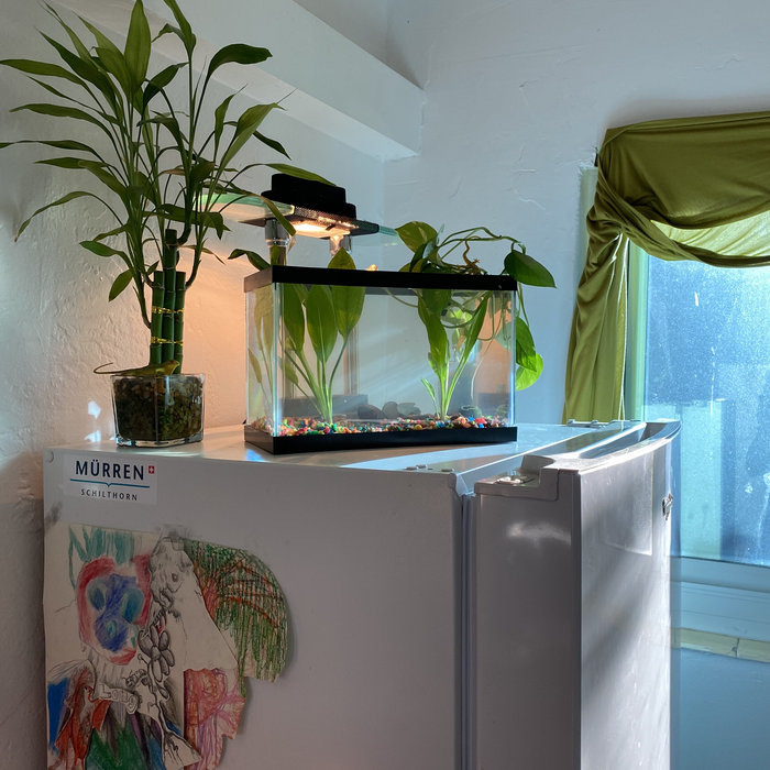 Fish, Say Bye! | Pilchard