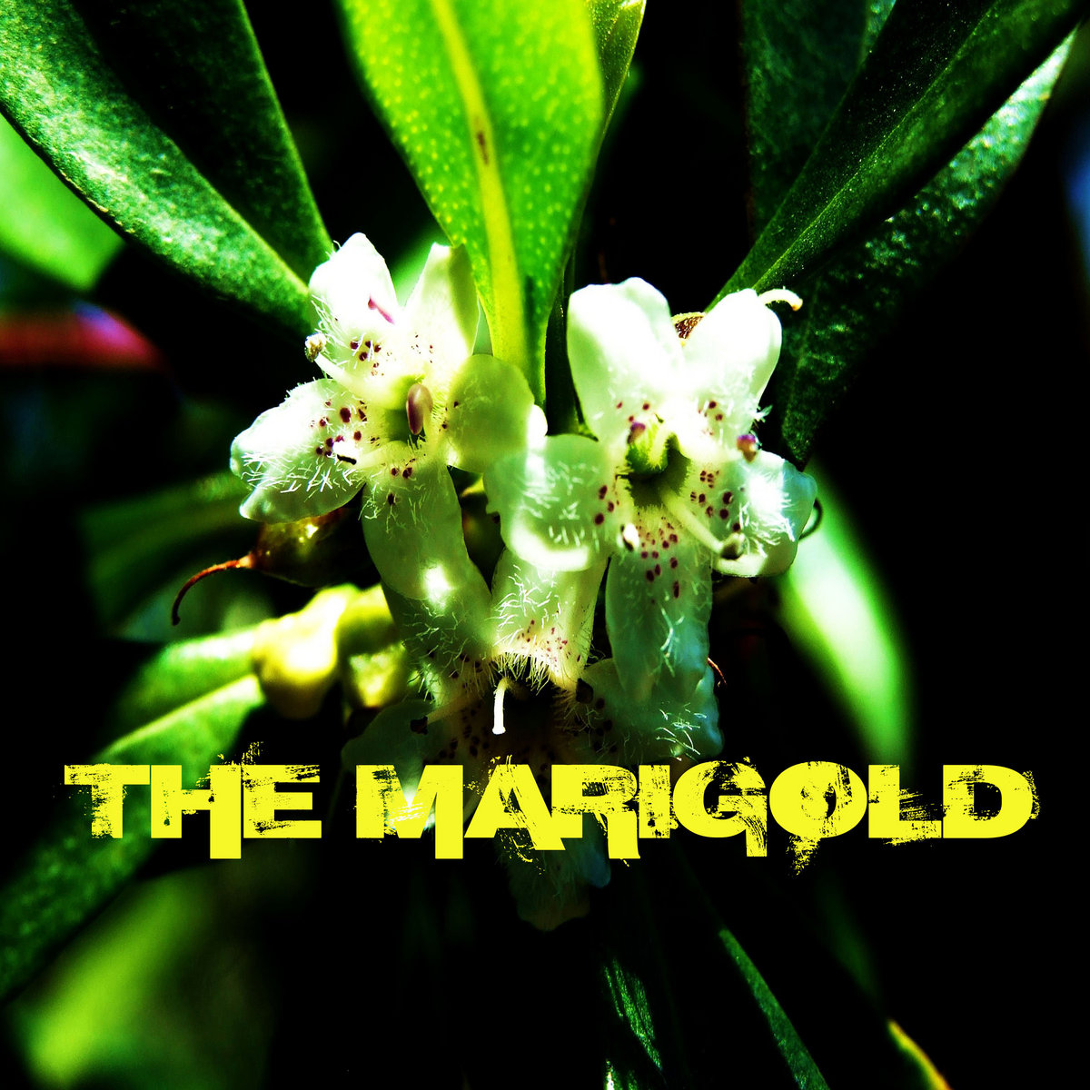 The Marigold | The Marigold