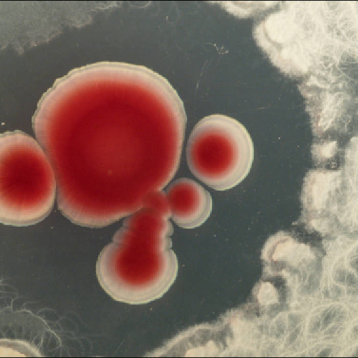 Microcosmos | Milton Mermikides