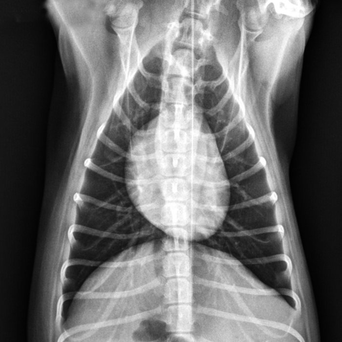 Guts | Daniel Menche