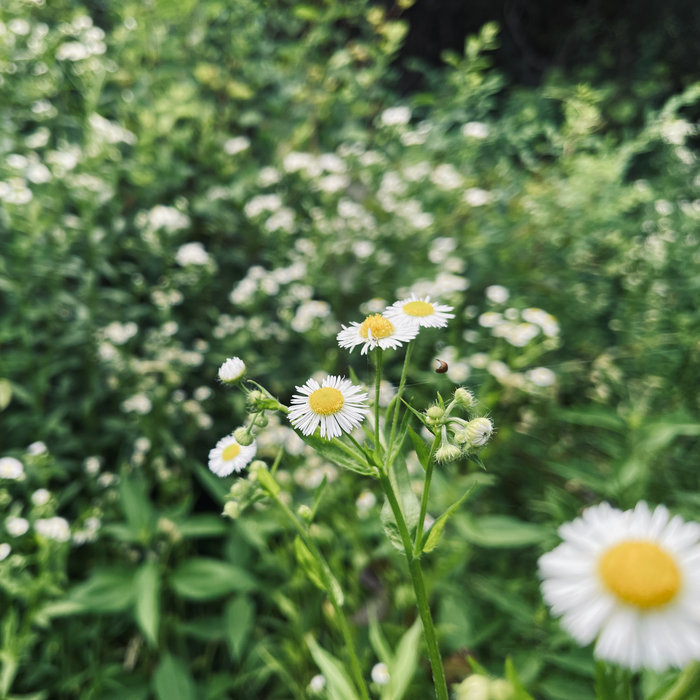 Eyes for Weeping | Post-Ford