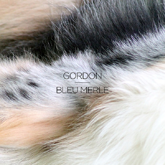 Bleu Merle | Gordon