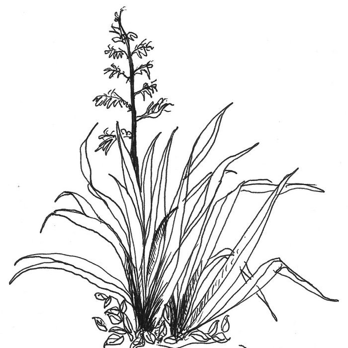 Chapel of Tarore Songs Volume 3 | Ngatiawa River Monastery