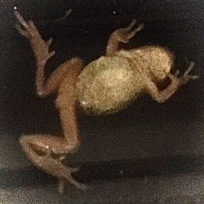 Tumble Over Demo | Tumble Over