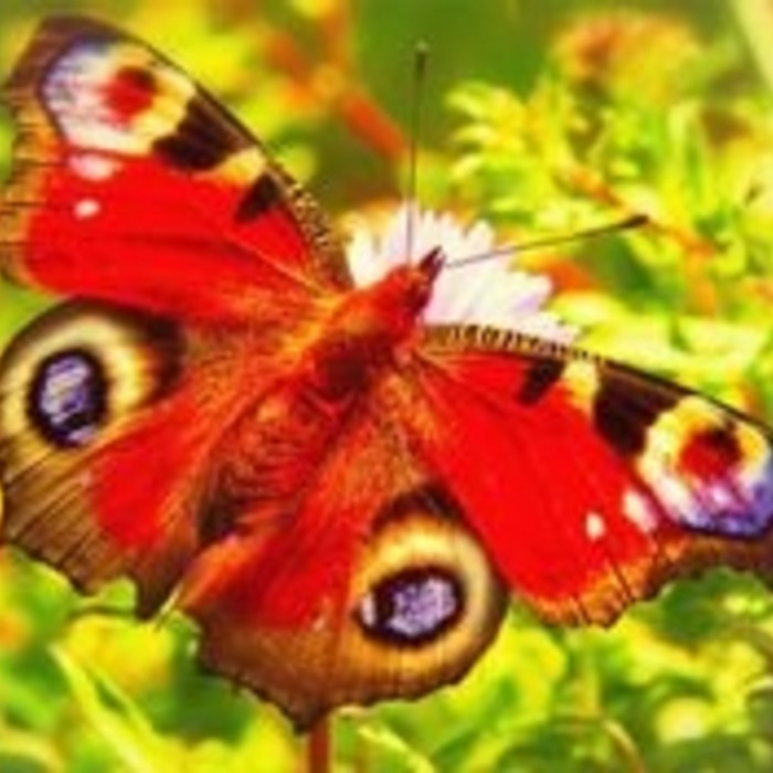 Butterfly Code | Ostrophonic