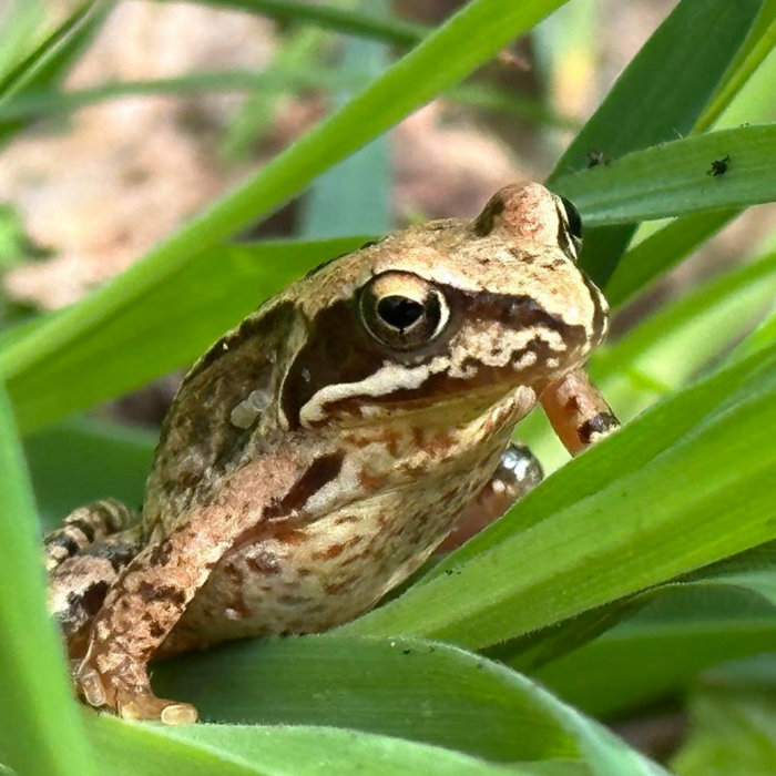 FROGLOVER | LONESTRAUM