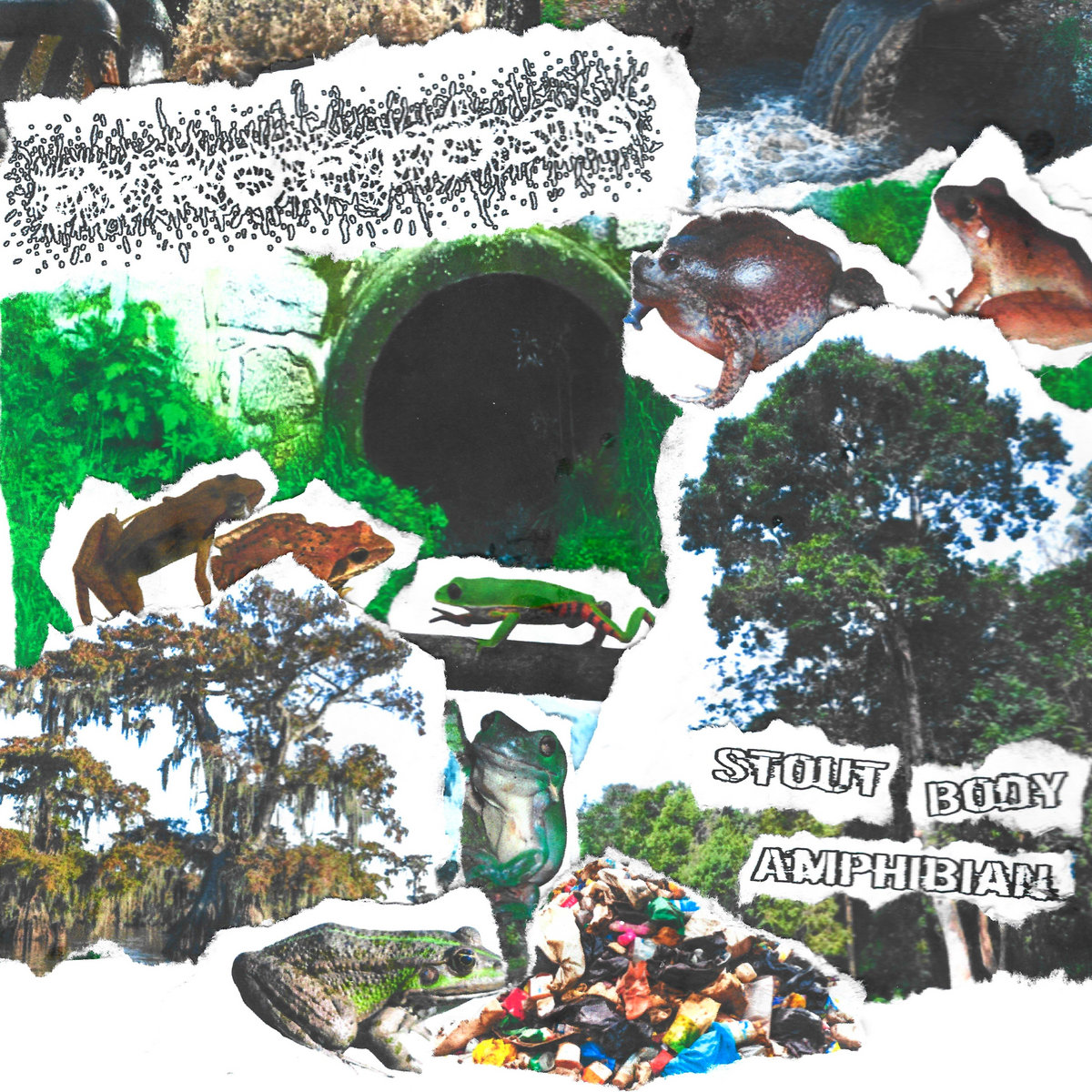 Stout Body Amphibian | Pyroptosis