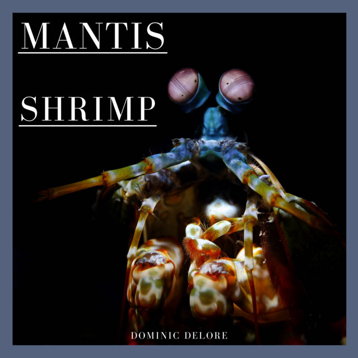 Mantis Shrimp Vision Simulation Mantis Shrimp Close Up Hi Res Stock