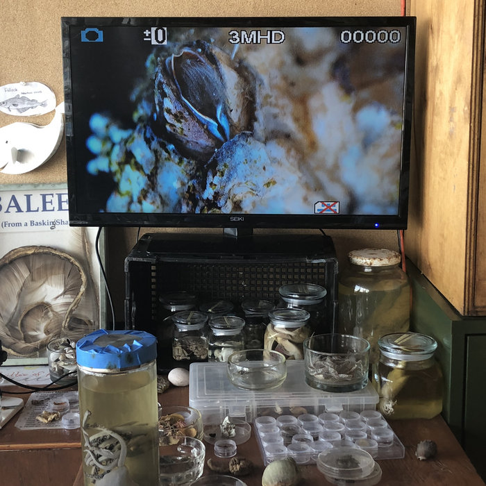 new shit | Sunshine Daydream XXD4