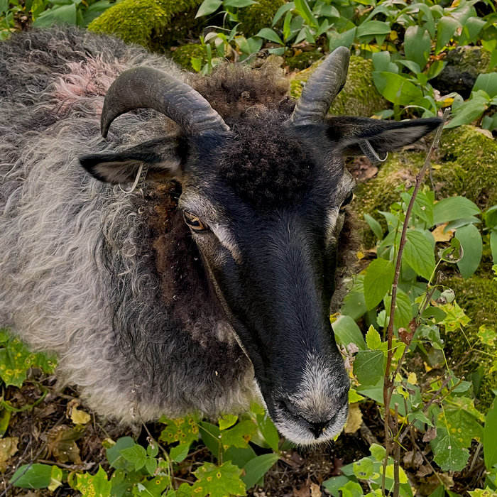 Musta Lammas | VALLANANASTAJA