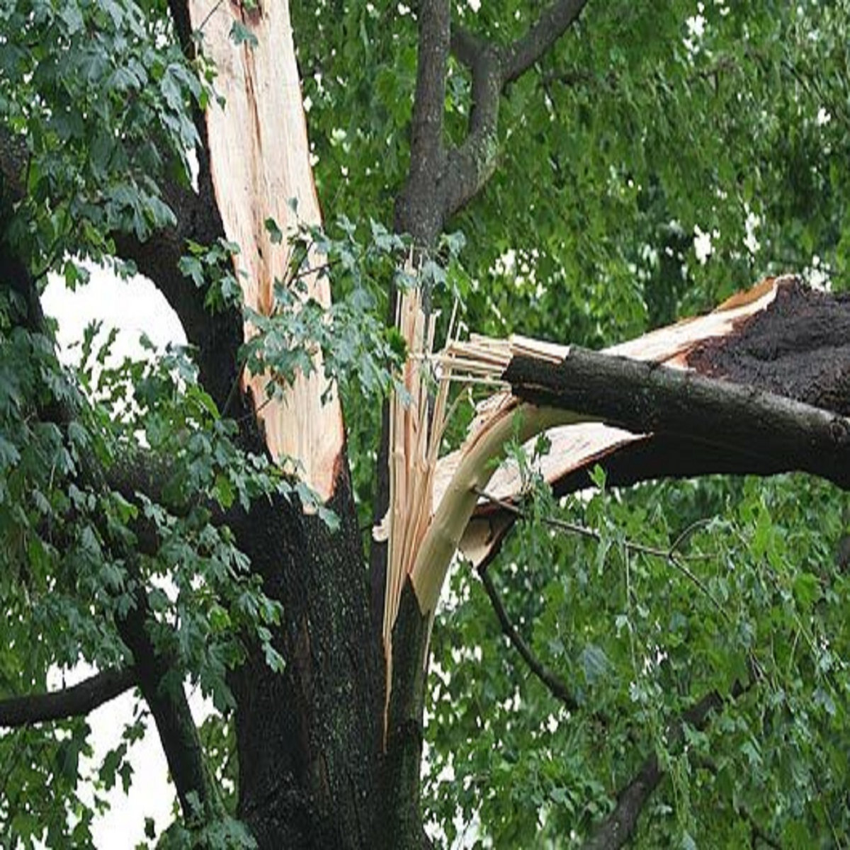 Aggressive Tree Service LLC | David Hudgins