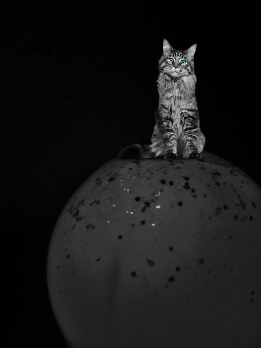 RA-MOON | Gatocicletas