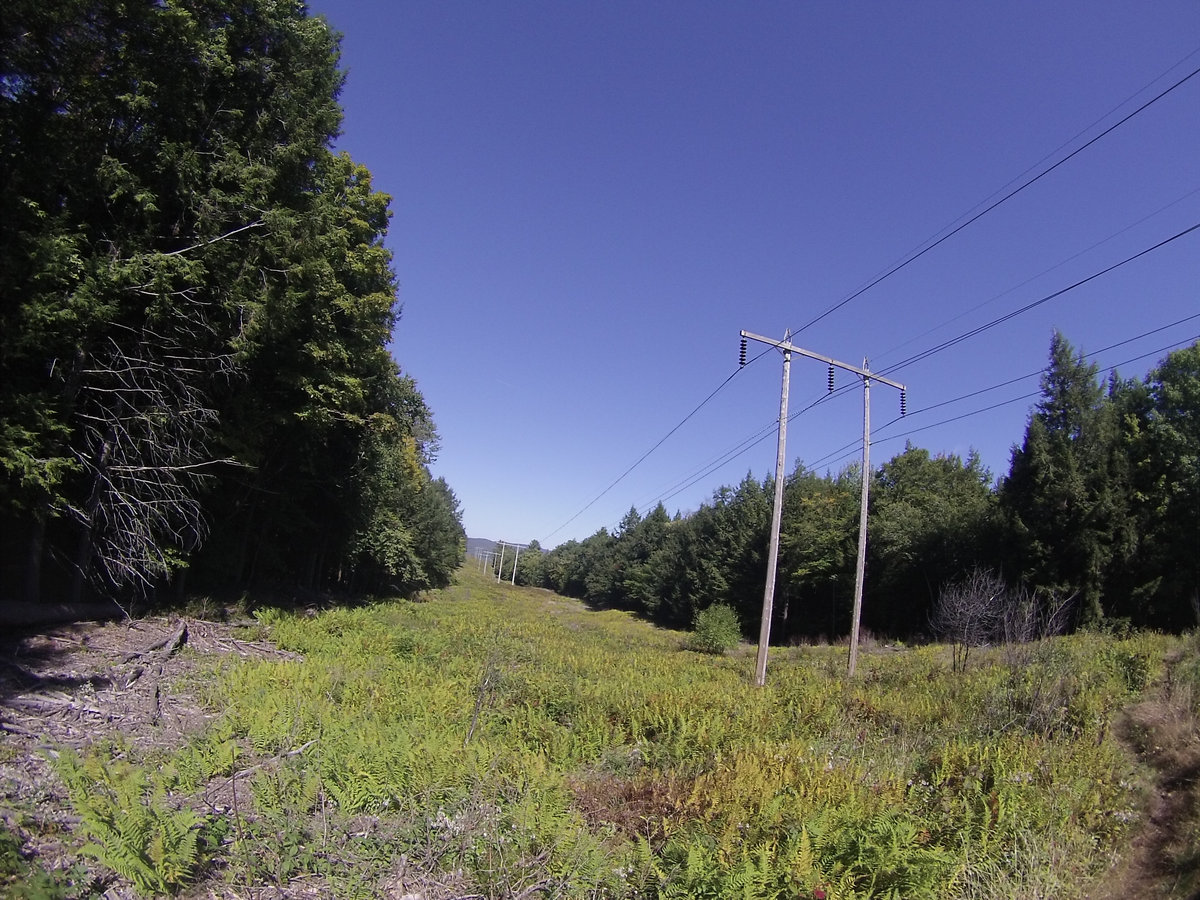 Windsor | dr bob singley