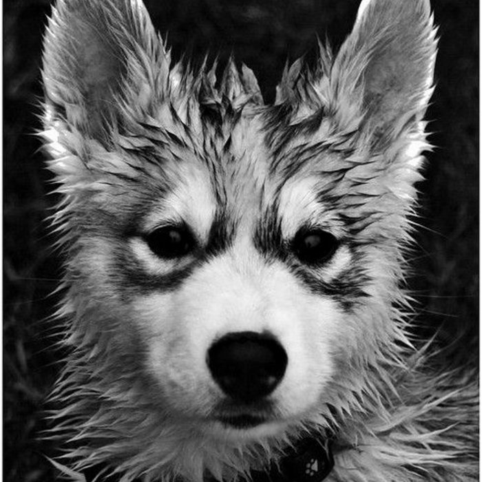 Get Up | The Russian Huskies