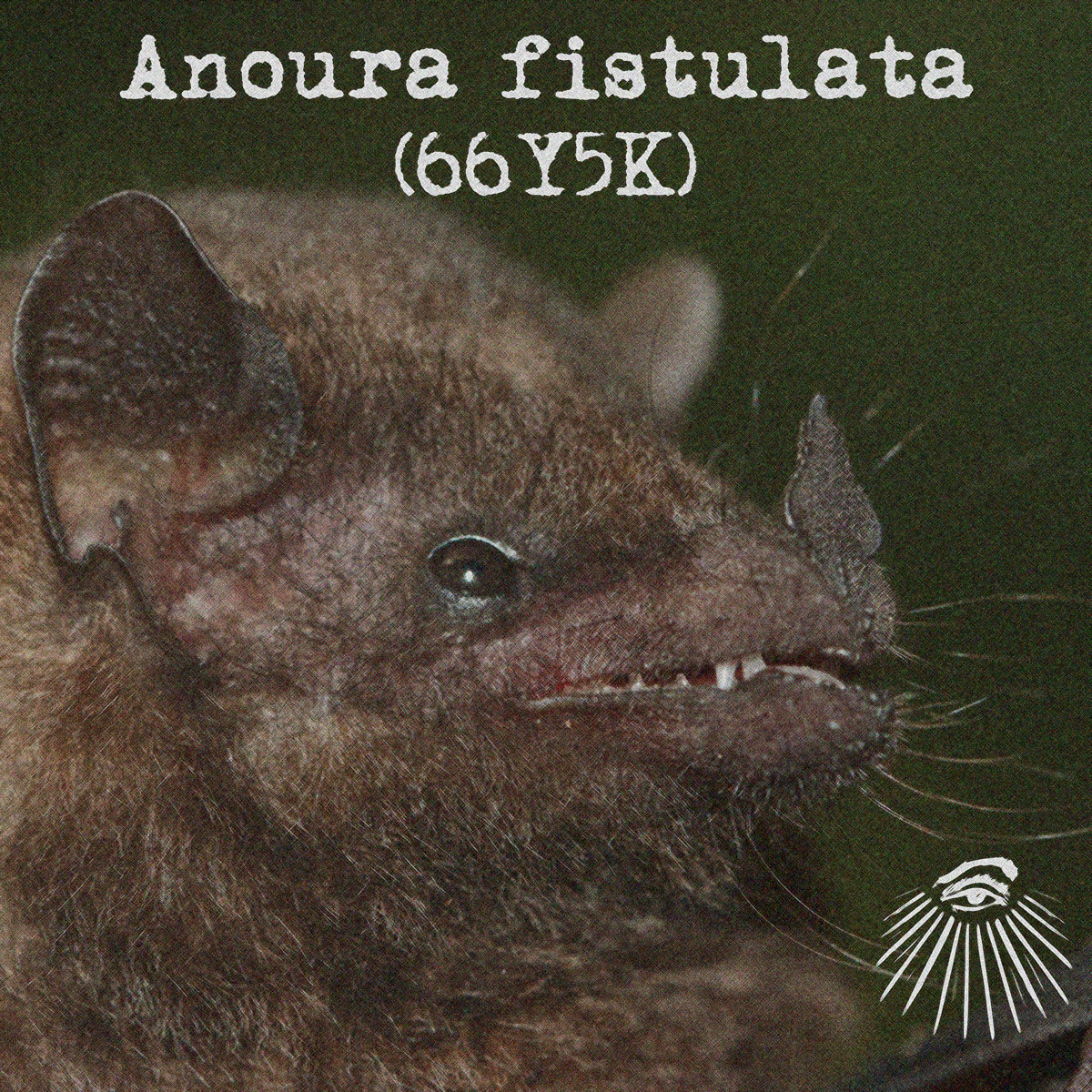Anoura fistulata | Bat Watcher | Catalogue of Life