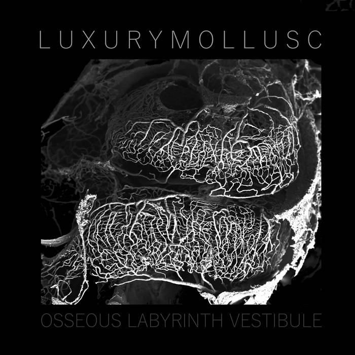 Osseous Labyrinth Vestibule | Luxury Mollusc | Cursed Monk Records