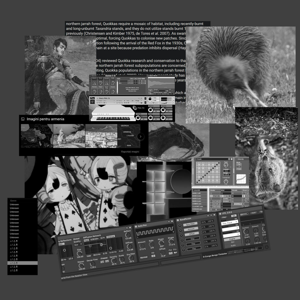 Setonix brachyurus | XoArK