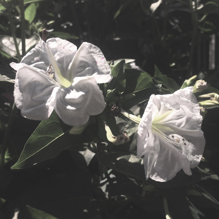 Roses, Raccoons and Mices | IONN