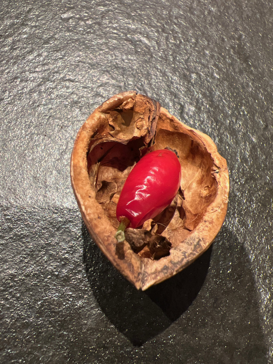 first nut sharp | CSS - chainsaw synth sounds