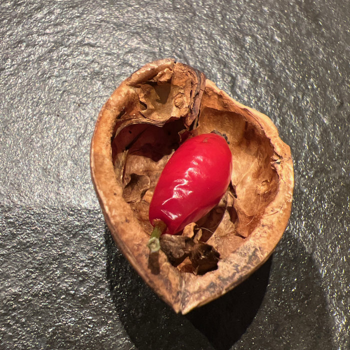 first nut sharp | CSS - chainsaw synth sounds